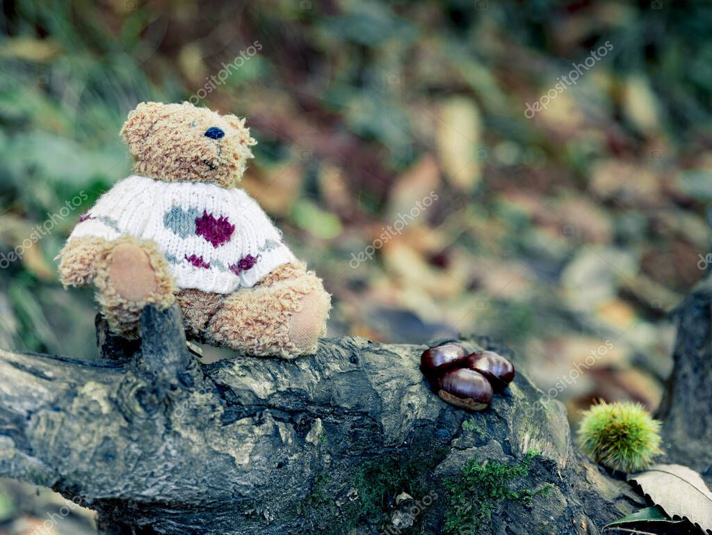 Osito de peluche sentado en un tronco, junto a unas castañas y un ...