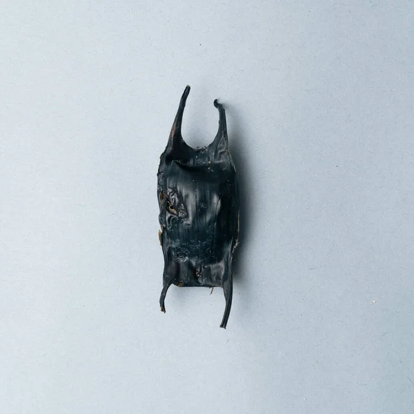 Shark egg case Stock Photos, Royalty Free Shark egg case Images ...