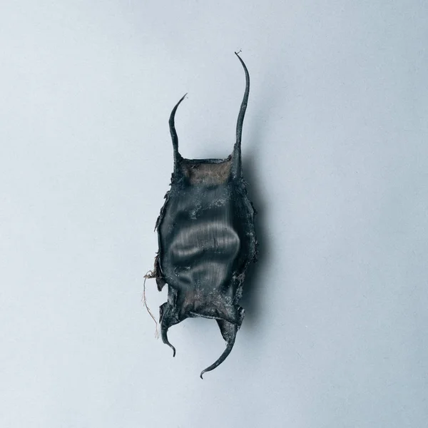 Shark egg case Stock Photos, Royalty Free Shark egg case Images ...