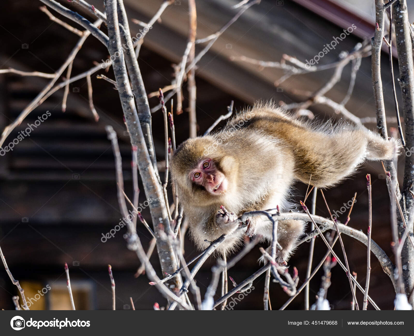Selective Focus Sho Japanese Macaque Tree Shiga Kogen Ski Resort ...