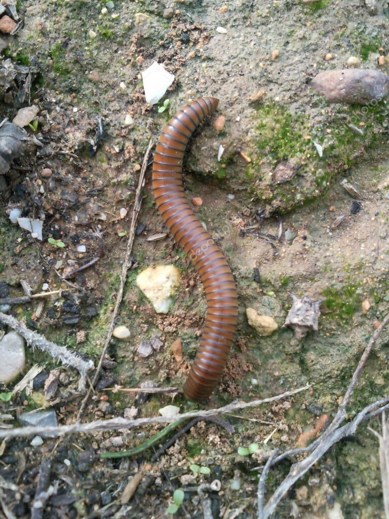 Un disparo vertical de un medio Paeromopus angusticeps en el suelo ...