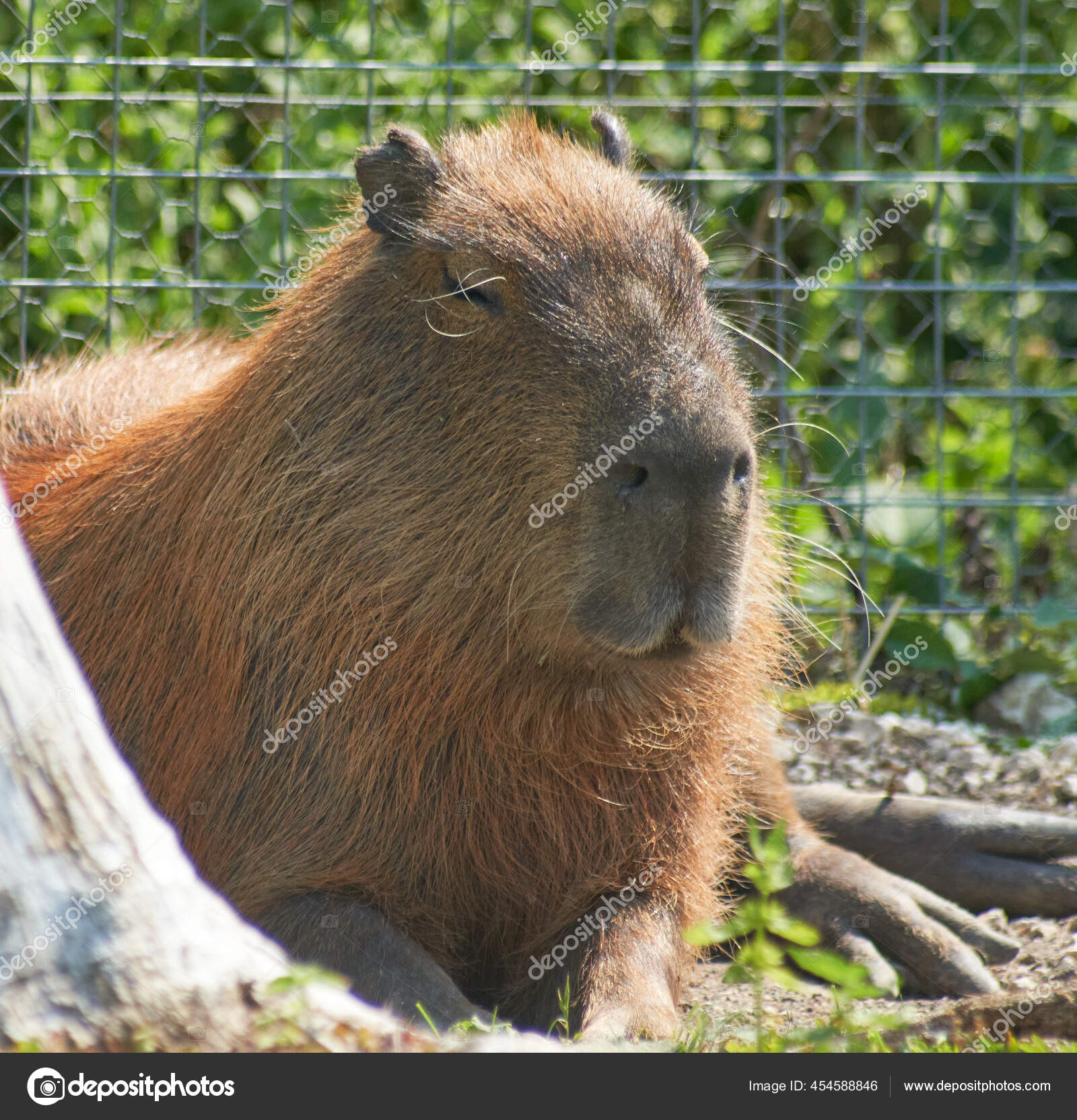 Brown Capybara Sitting Tree Trunk Cage Zoo — Stock Photo © Wirestock ...