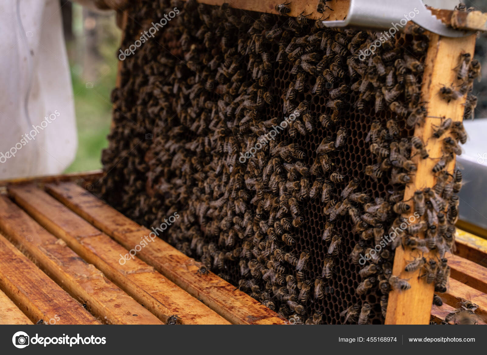 Process Inspection Bee Families Apiary Spring Beekeeping Stock Photo by ...