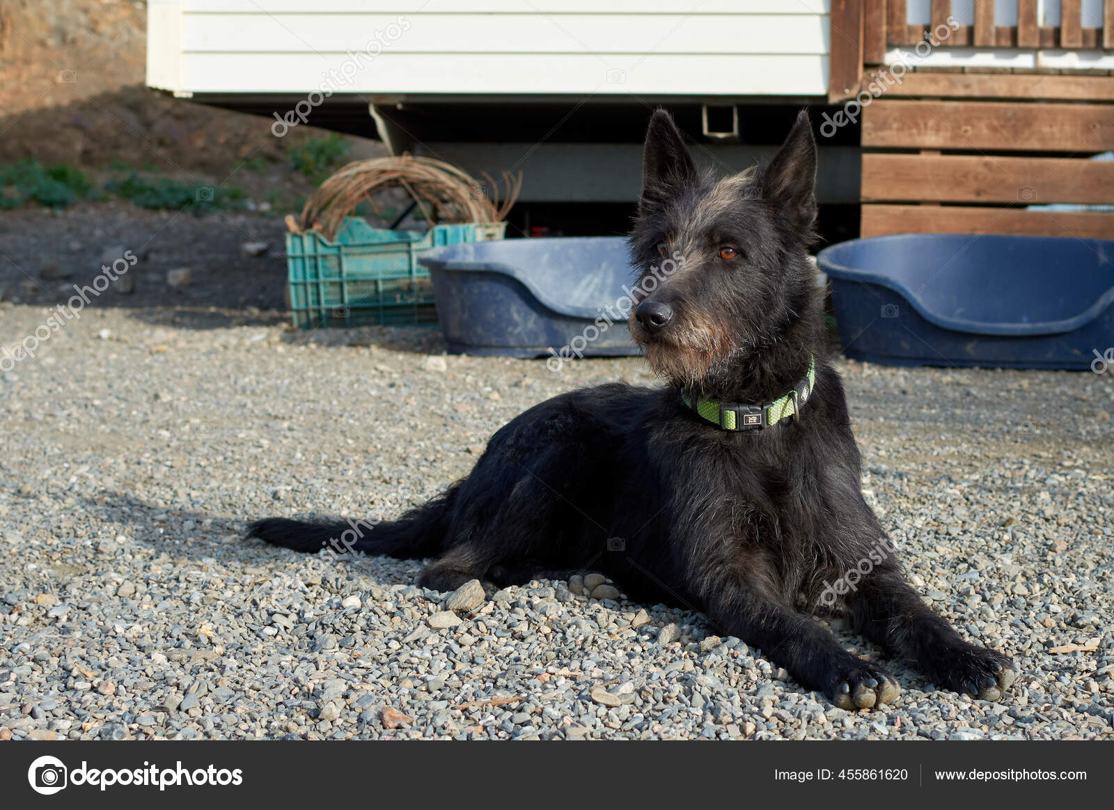 Black Scottish Terrier Mix