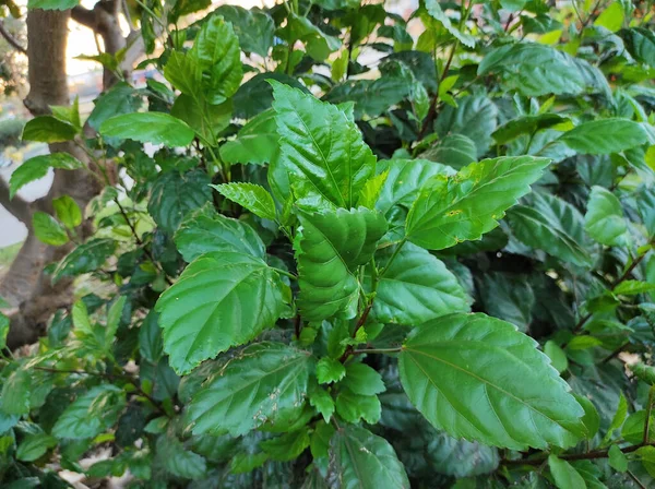 Milo plant Stock Photos, Royalty Free Milo plant Images | Depositphotos