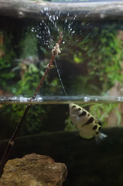 Archer fish Stock Photos, Royalty Free Archer fish Images | Depositphotos