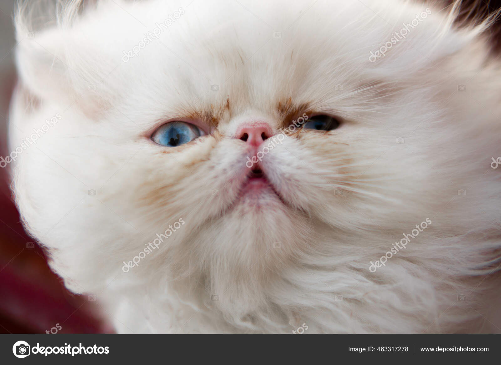 Gato Persa Blanco Con Ojos Azules Venta De Gatos Persa Lima Perú