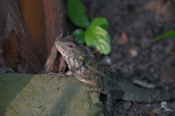 Roofed lizard Stock Photos, Royalty Free Roofed lizard Images | Depositphotos