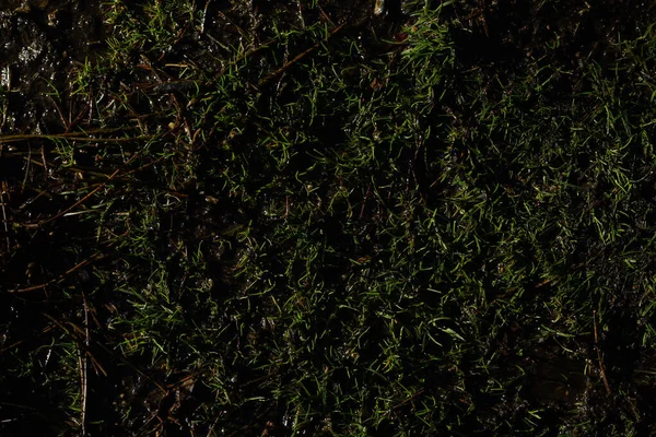 Seamless Dark Grass Texture