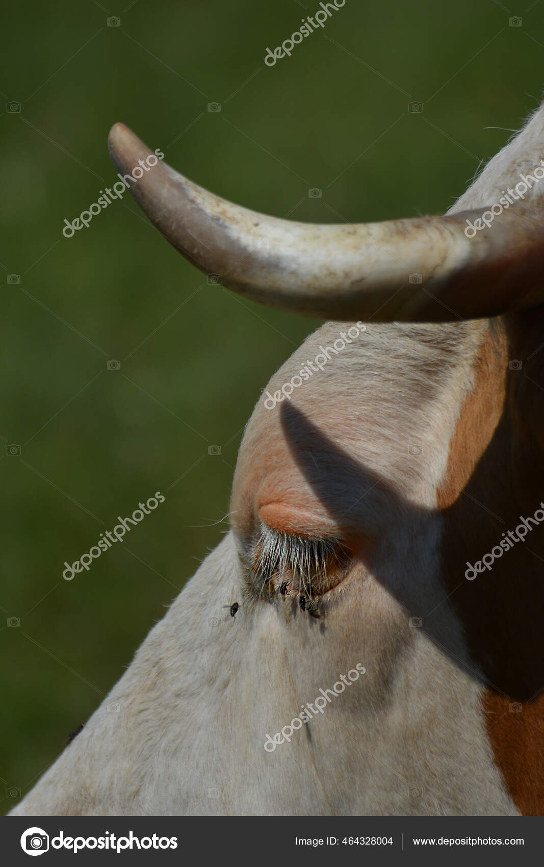 Closeup Shot Cow Head — Stock Photo © Wirestock #464328004