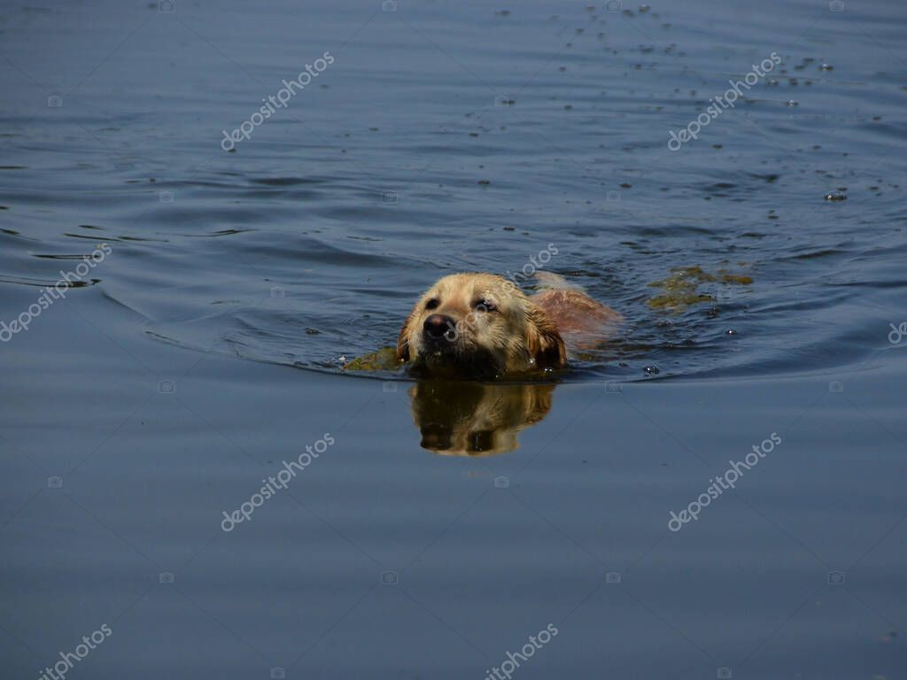 Una vista frontal de un perro Labrador retriever nadando - reflejo del ...