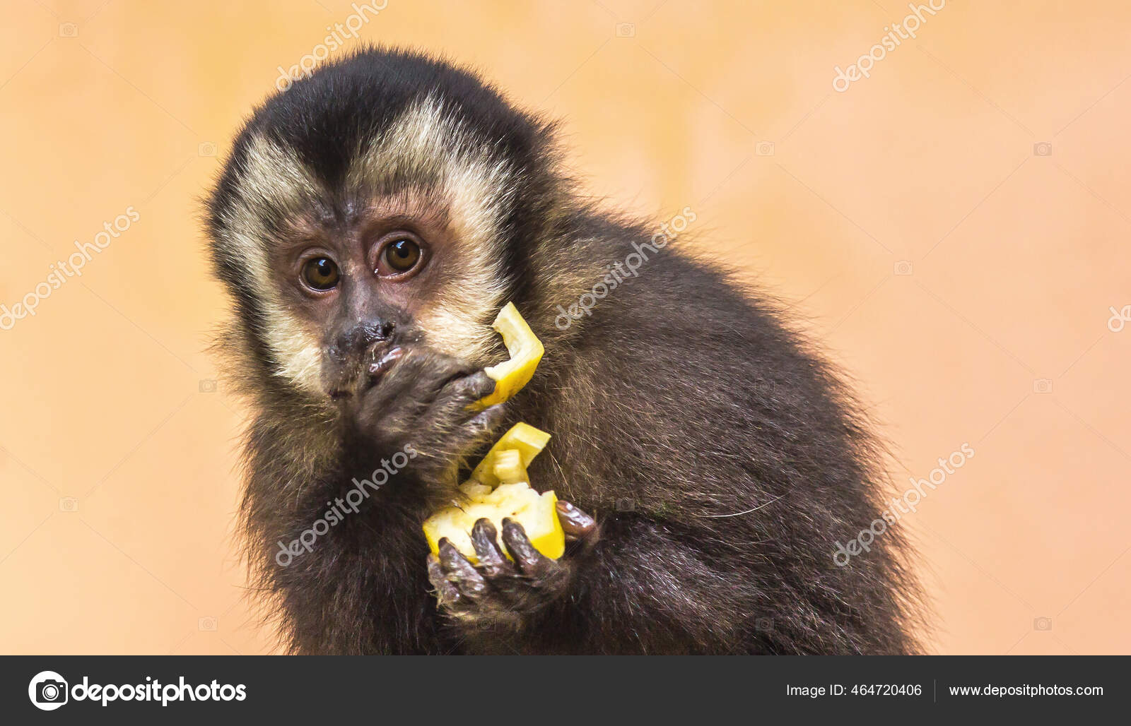 What Do Capuchin Monkeys Eat
