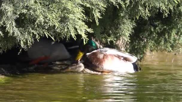 179 Accouplement des canards Videos, Royalty-free Stock Accouplement ...