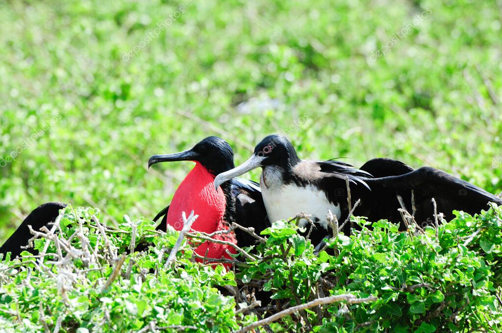 galápagos isla fragata de garganta roja aves durante la temporada de ...