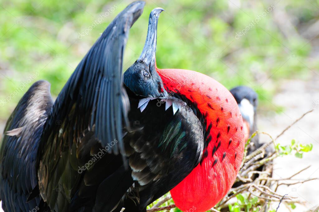 galápagos isla fragata de garganta roja aves durante la temporada de ...