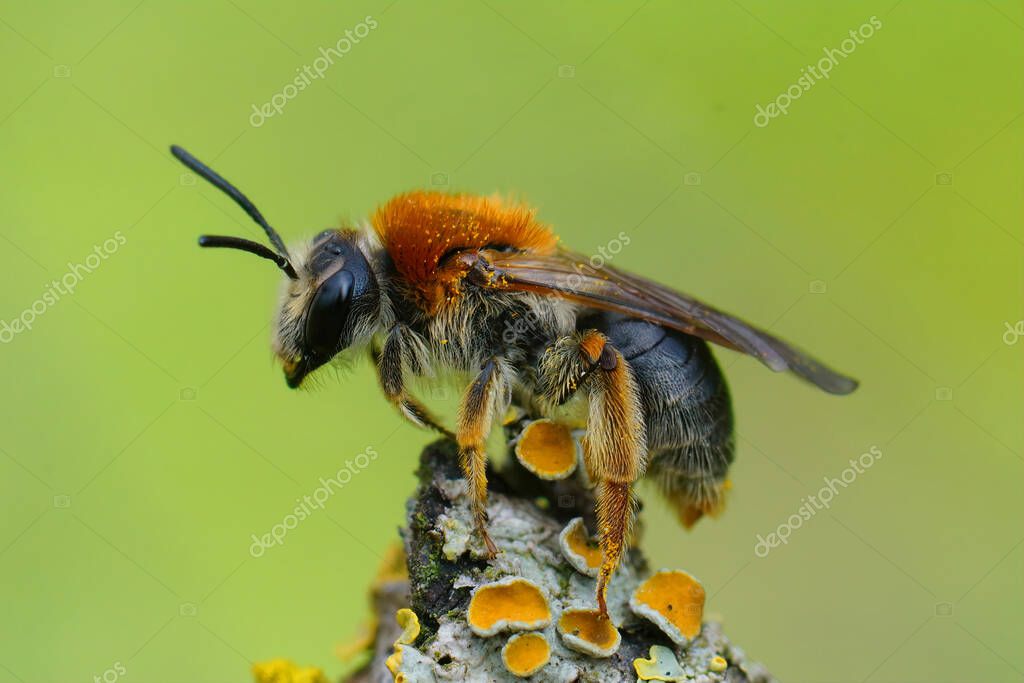 Un primer plano de la abeja minera de cola roja (Andrena haemorrhoa) en ...