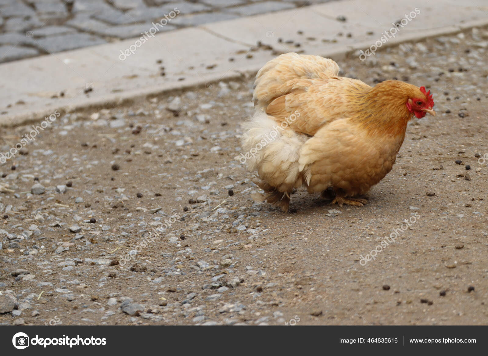Cute Brown Hen Eating Corn Ground — Stock Photo © Wirestock #464835616