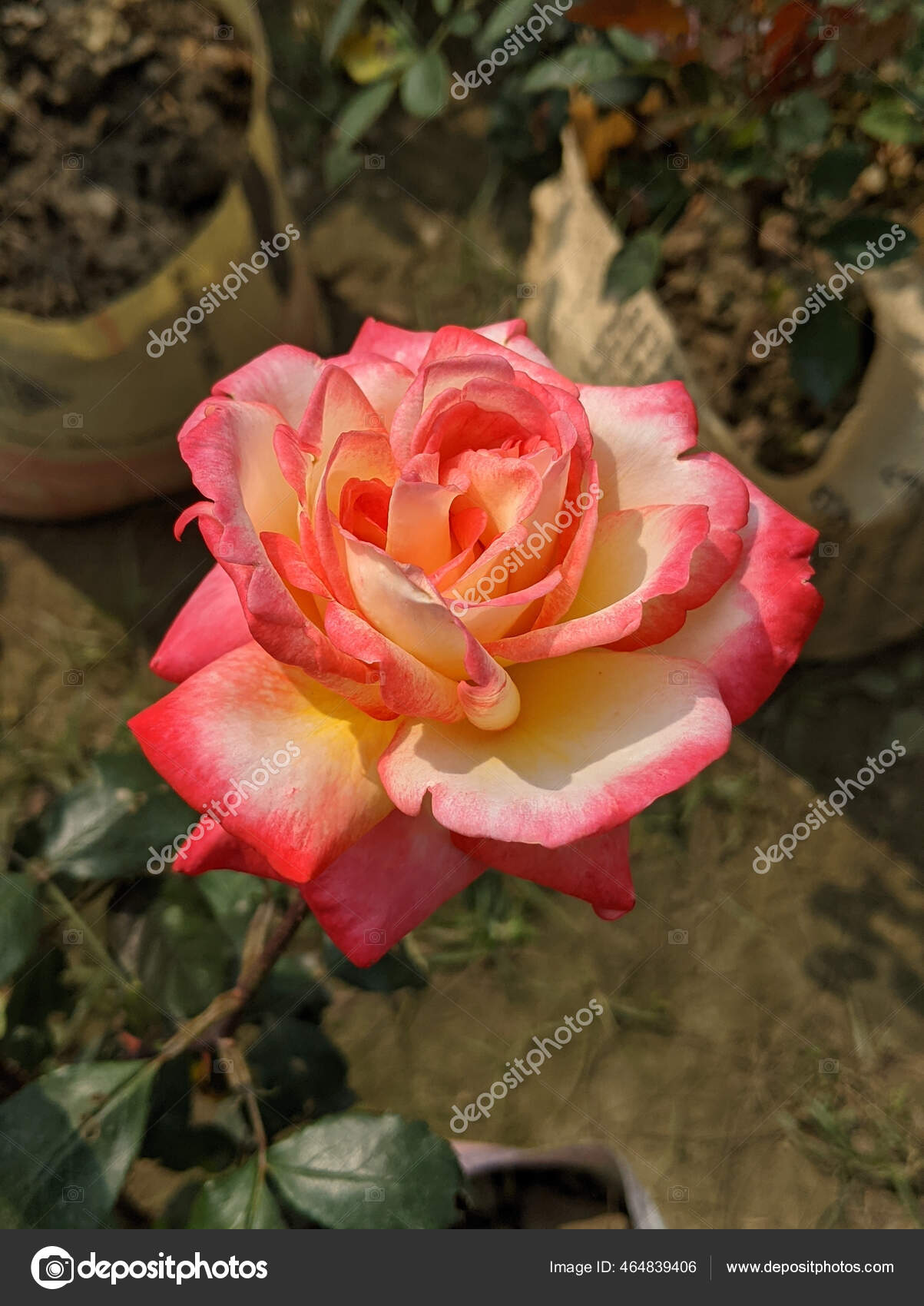 Closeup Shot Beautifulpink Rose Growing Garden — Stock Photo ...