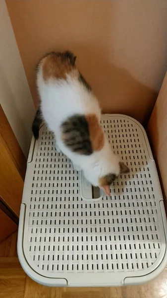 Catnap pooping Stock Photos, Royalty Free Catnap pooping Images ...