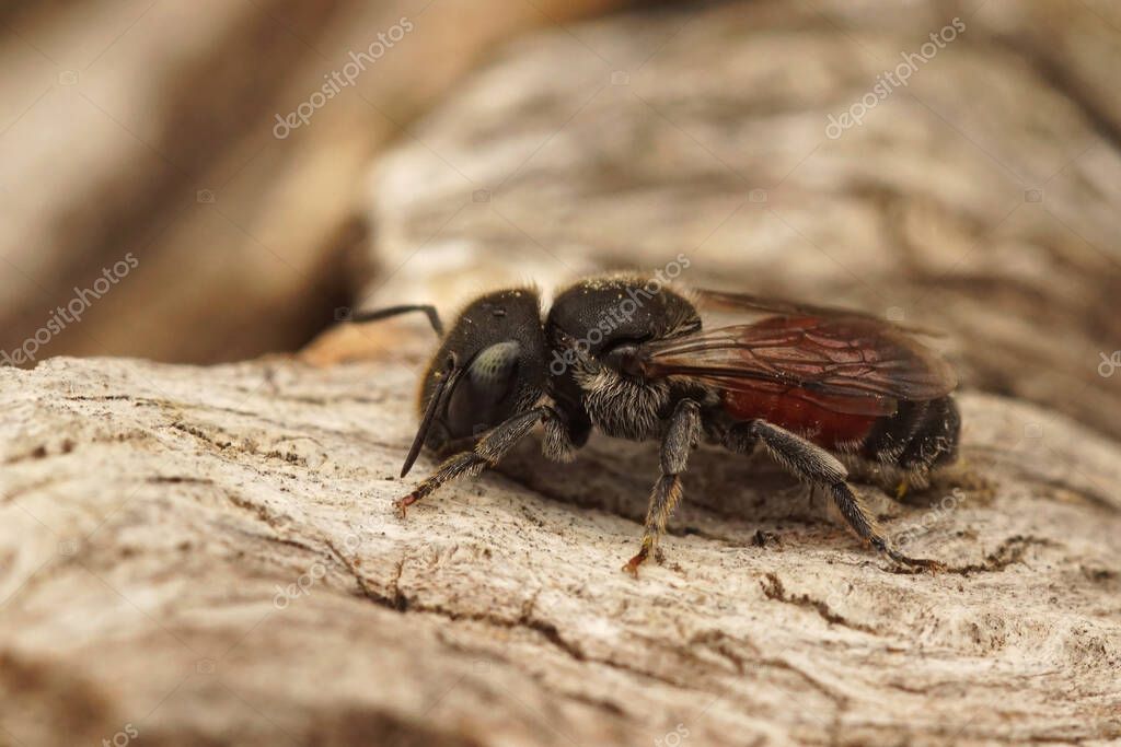Una abeja albañil de color negro y rojo (Osmia andrenoides) en Gard ...