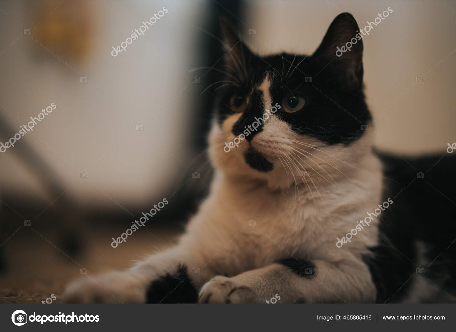 Black And White Spotted Cat