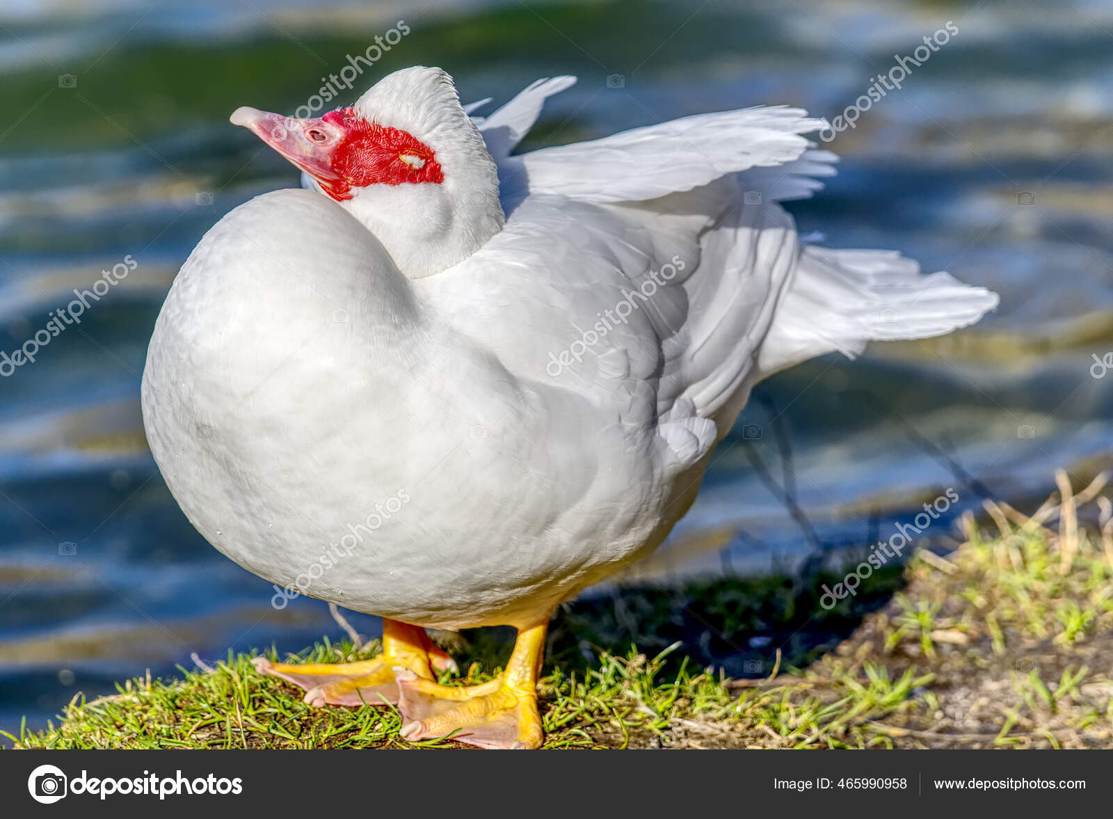 White Ducks With Red Beaks