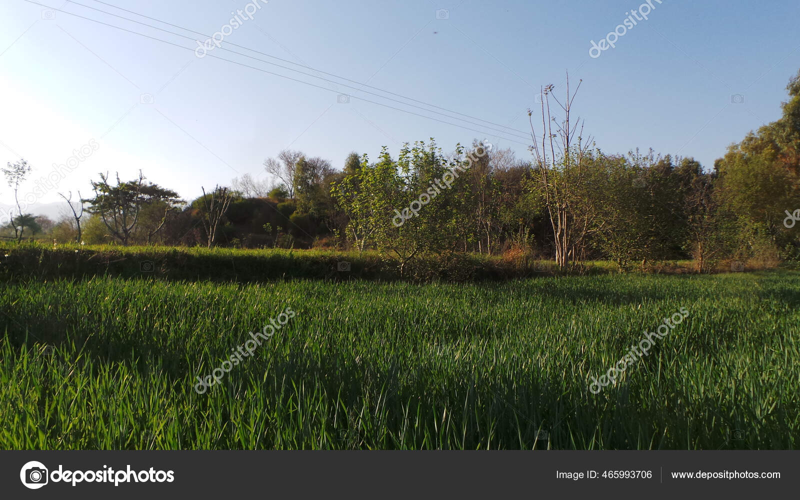 Beautiful View Fresh Green Grass Trees Garden — Stock Photo © Wirestock ...