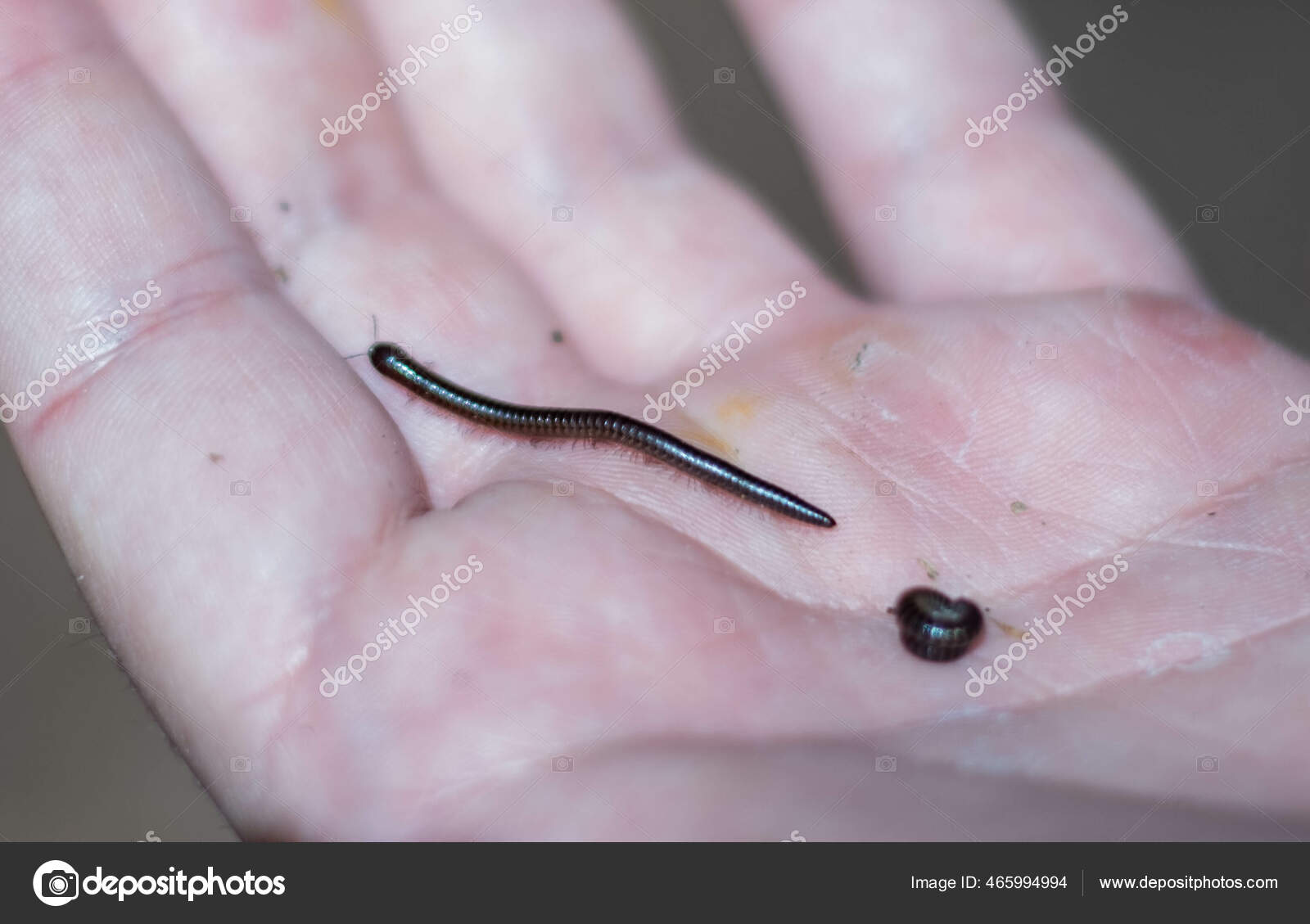 Hand Holding Two Black Worms One Curled Other Slithering Finger — Stock ...