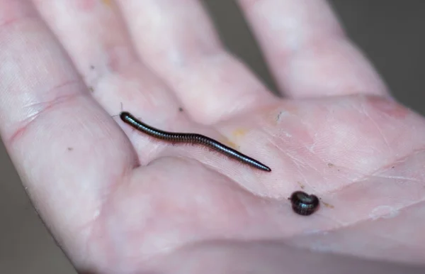 Worm do bebê Stock Photos, Royalty Free Worm do bebê Images | Depositphotos