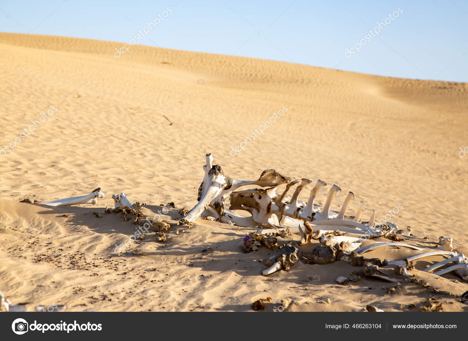 Decomposed Abused Legs Tied Camel Bones Dry Arabian Desert Clear Stock ...