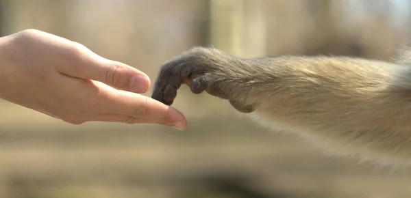 Monkey arm Stock Photos, Royalty Free Monkey arm Images | Depositphotos