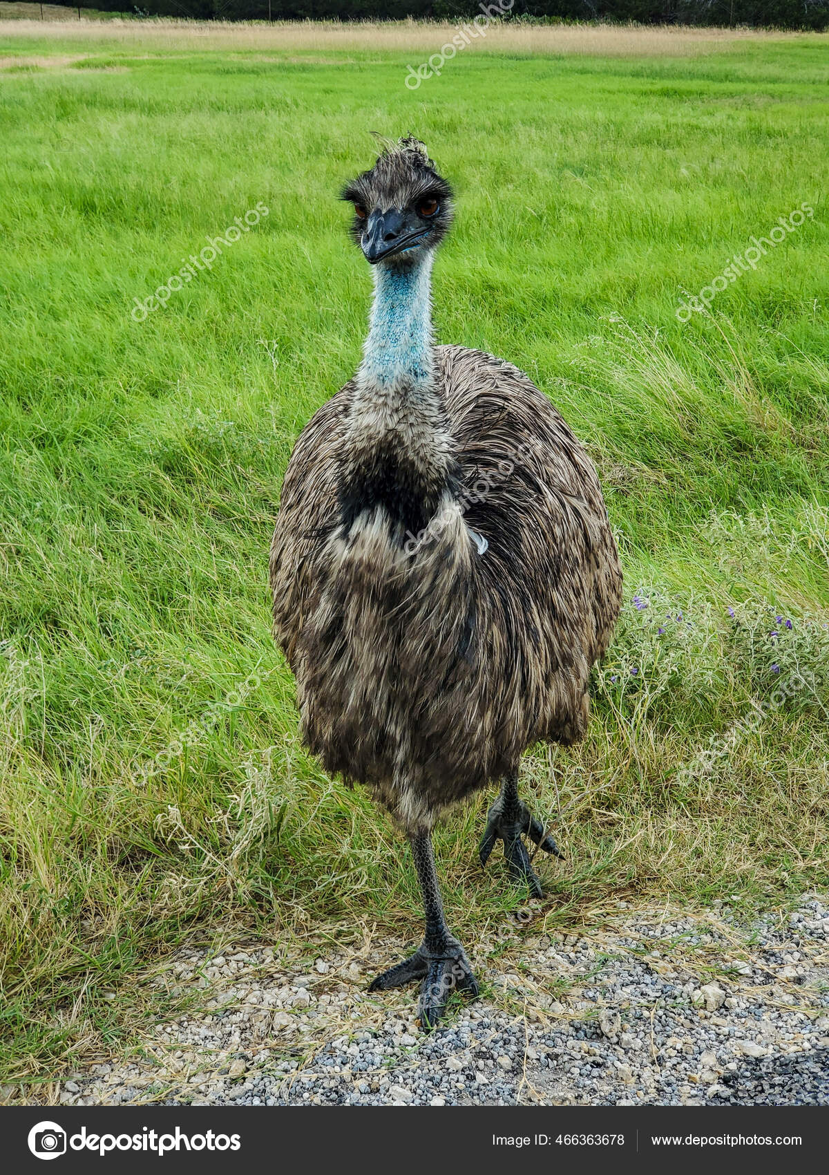 Single Emu Bird Wading Green Field — Stock Photo © Wirestock #466363678