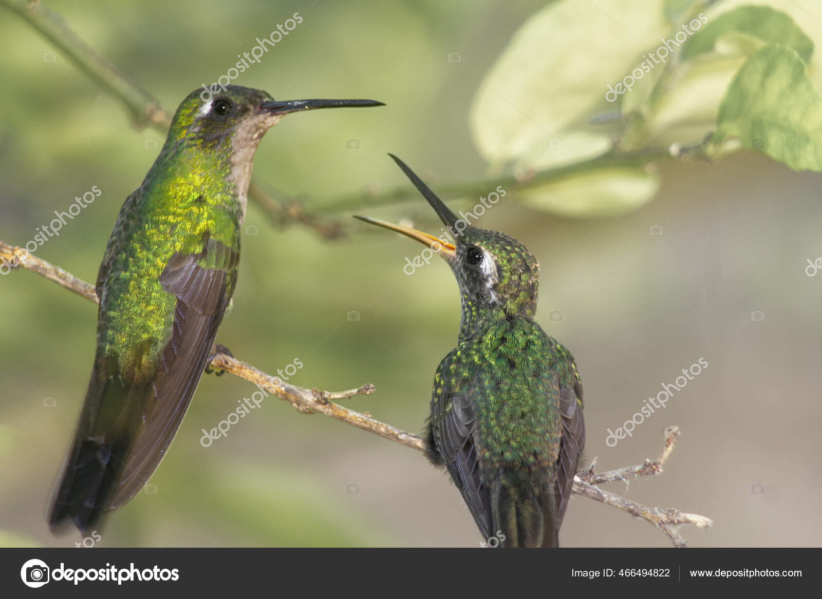 Baby Bee Hummingbird