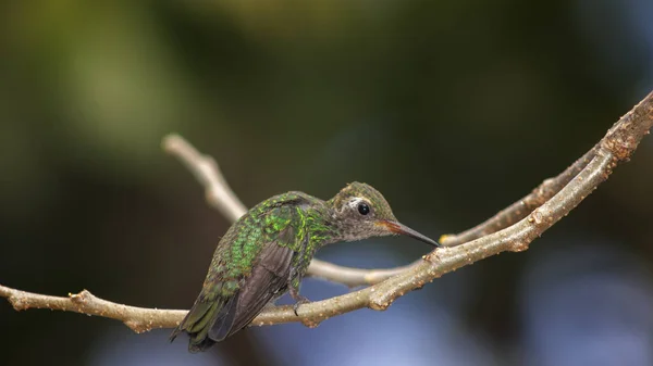 Un colibrí de abeja verde recogiendo una rama en el bosque 2023