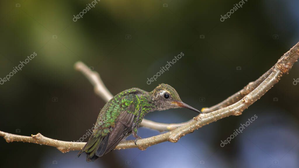 Un colibrí de abeja verde recogiendo una rama en el bosque 2023