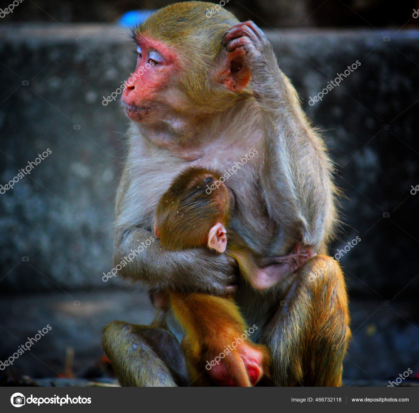 Monkey Scratching Head