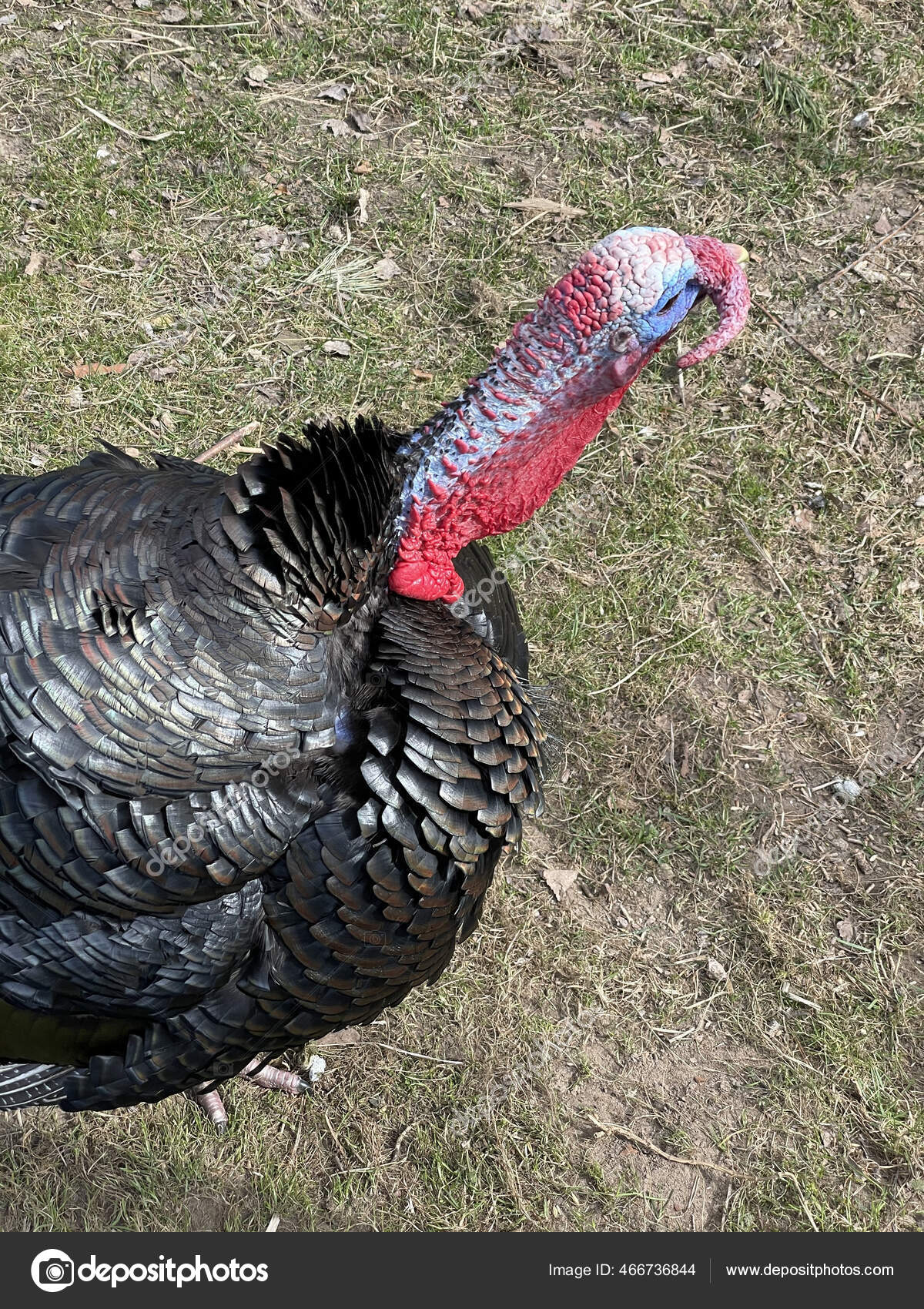 Back View Turkey Walking Grass Garden Stock Photo by ©Wirestock 466736844