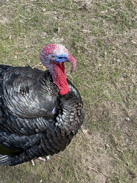 Scared turkey Stock Photos, Royalty Free Scared turkey Images ...