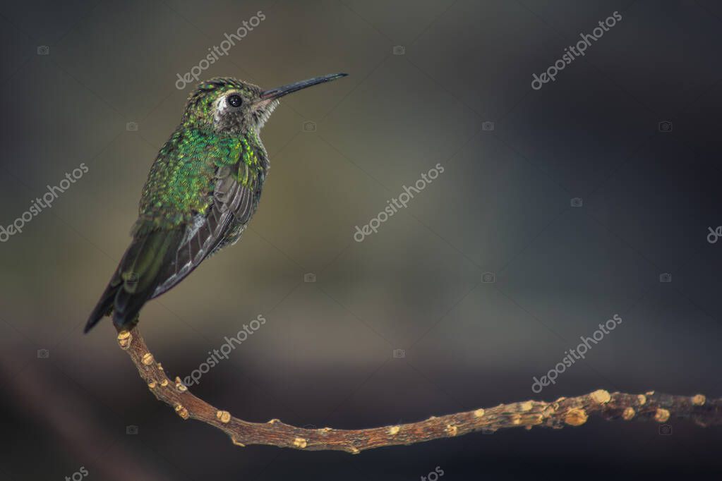 Un colibrí posado en una rama de árbol 2023