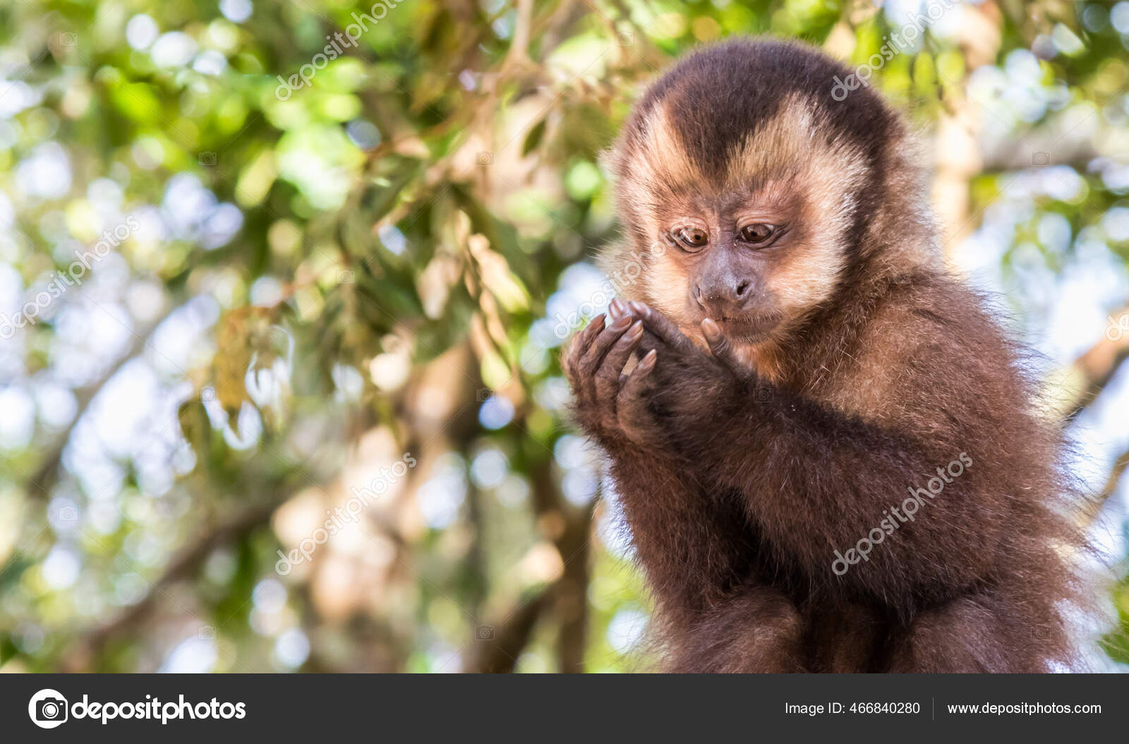 Capuchin Monkey Cute