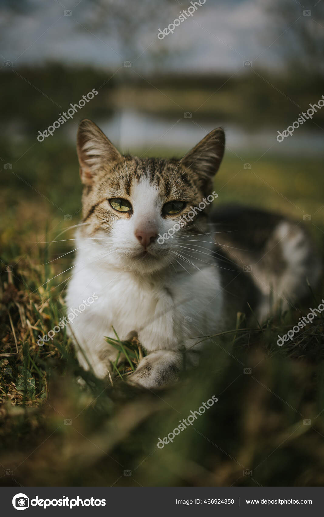 Adorable Domestic Cat Field Grass Flowers — Stock Photo © Wirestock ...