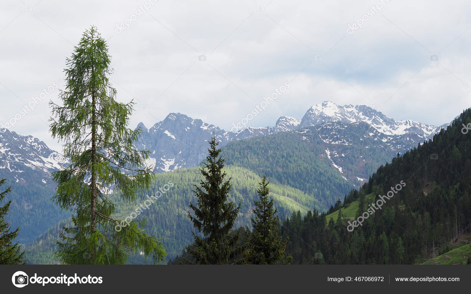 Beautiful Scenery Trees Hilly Terrain Snow Peaked Mountains Background ...