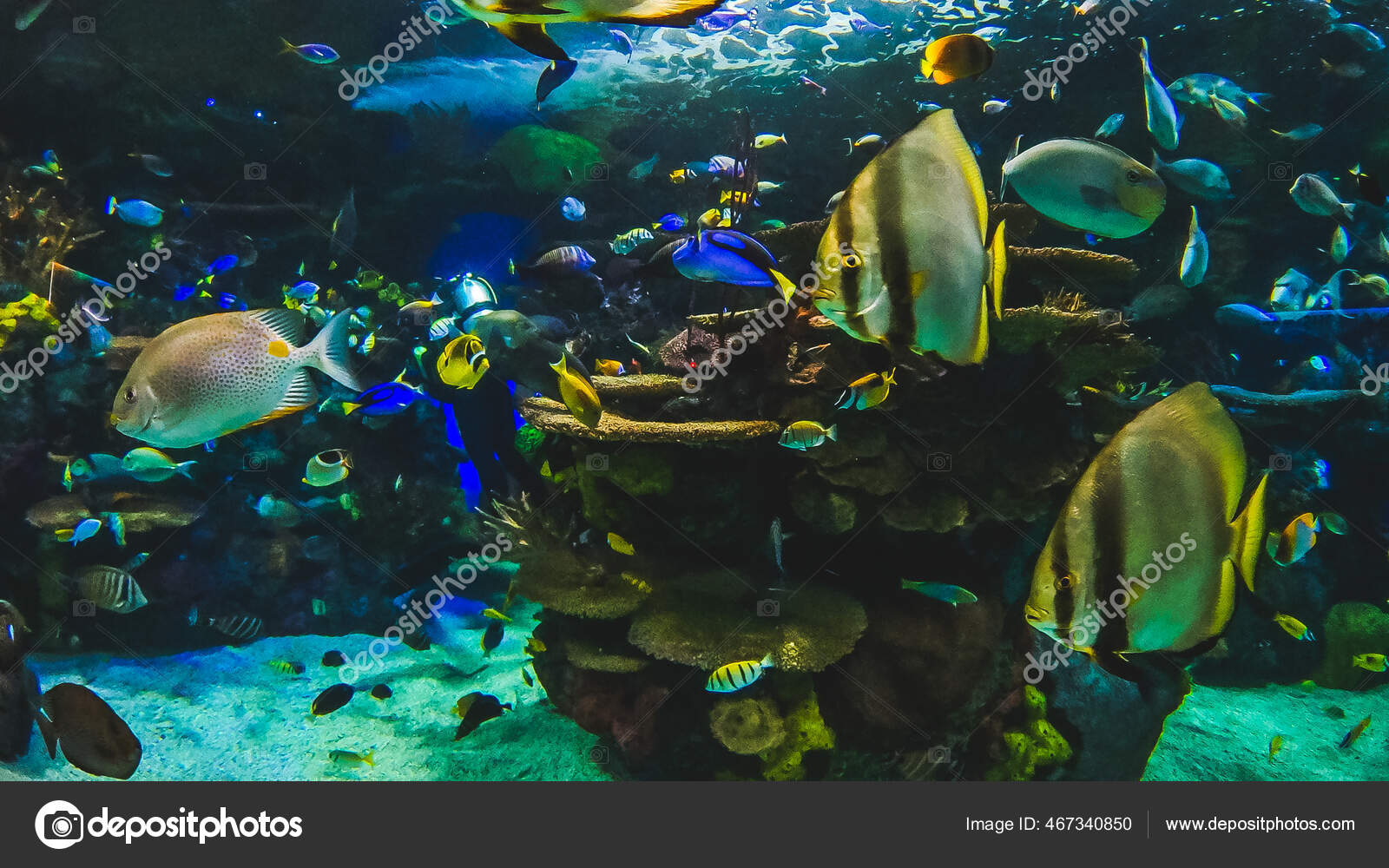 Shot Different Kind Fish Swimming Water — Stock Photo © Wirestock ...