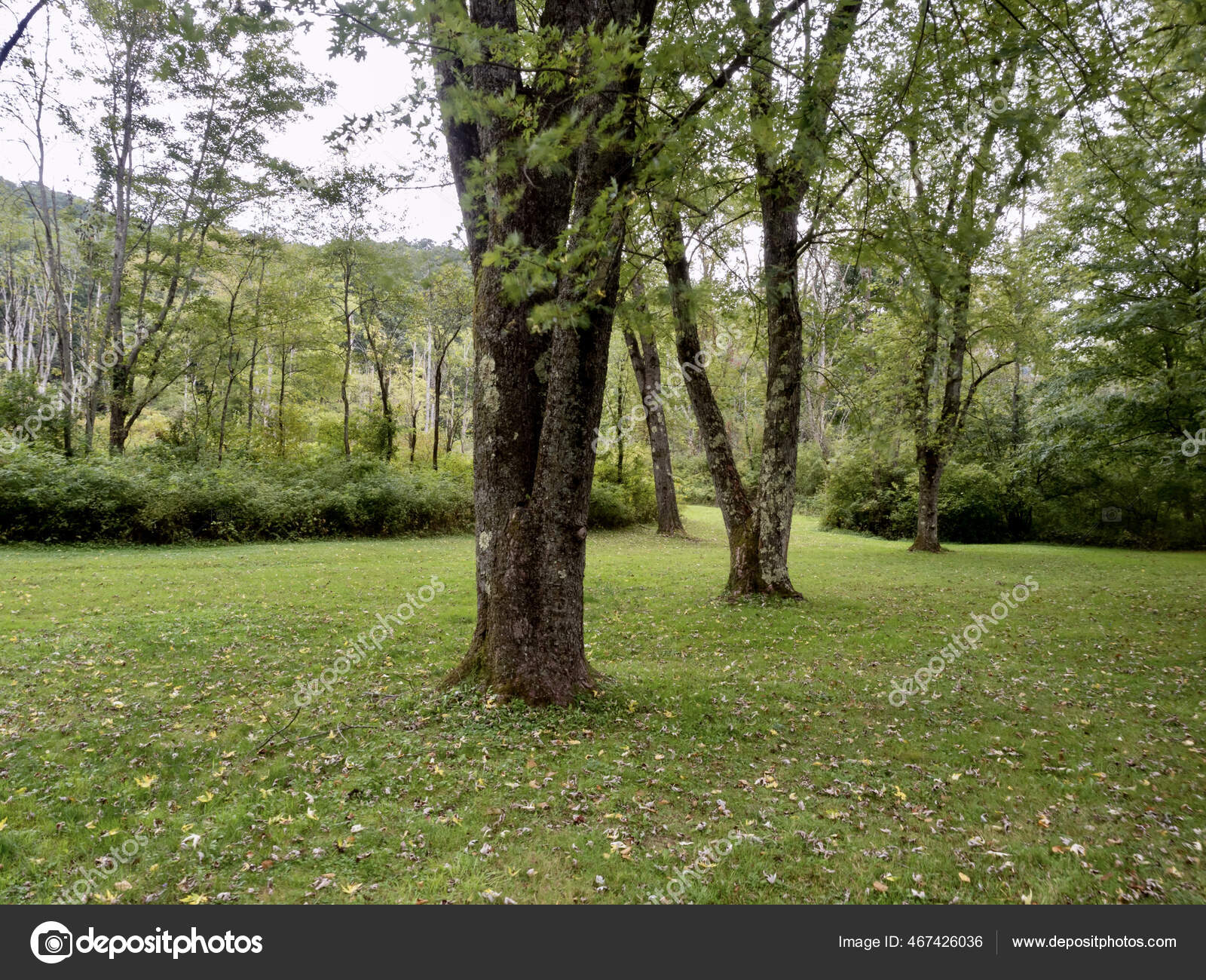 Beautiful Shot Trees Surrounded Green Landscape Field Park — Stock ...