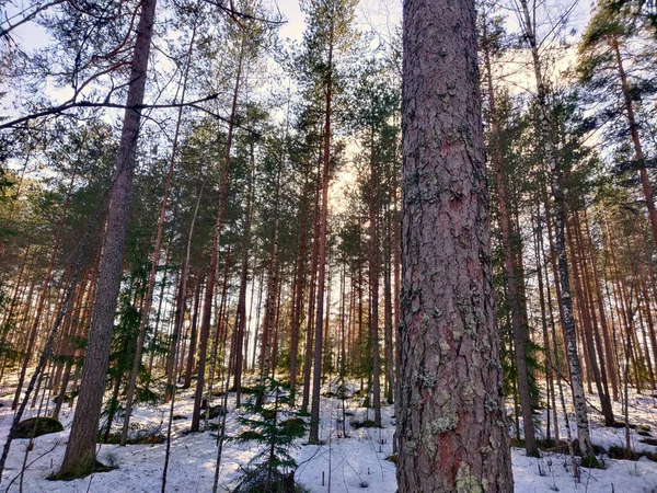 Scandinavia forest Stock Photos, Royalty Free Scandinavia forest Images ...