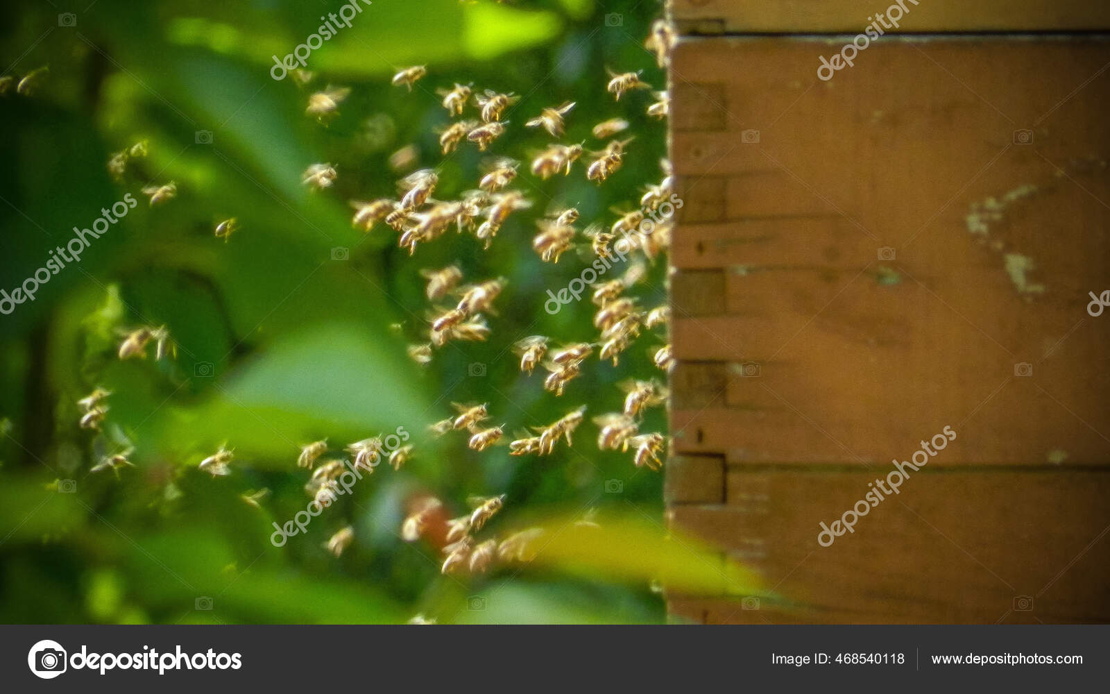 Beautiful Spring Scenes Hives Bees Nature Stock Photo by ©Wirestock ...