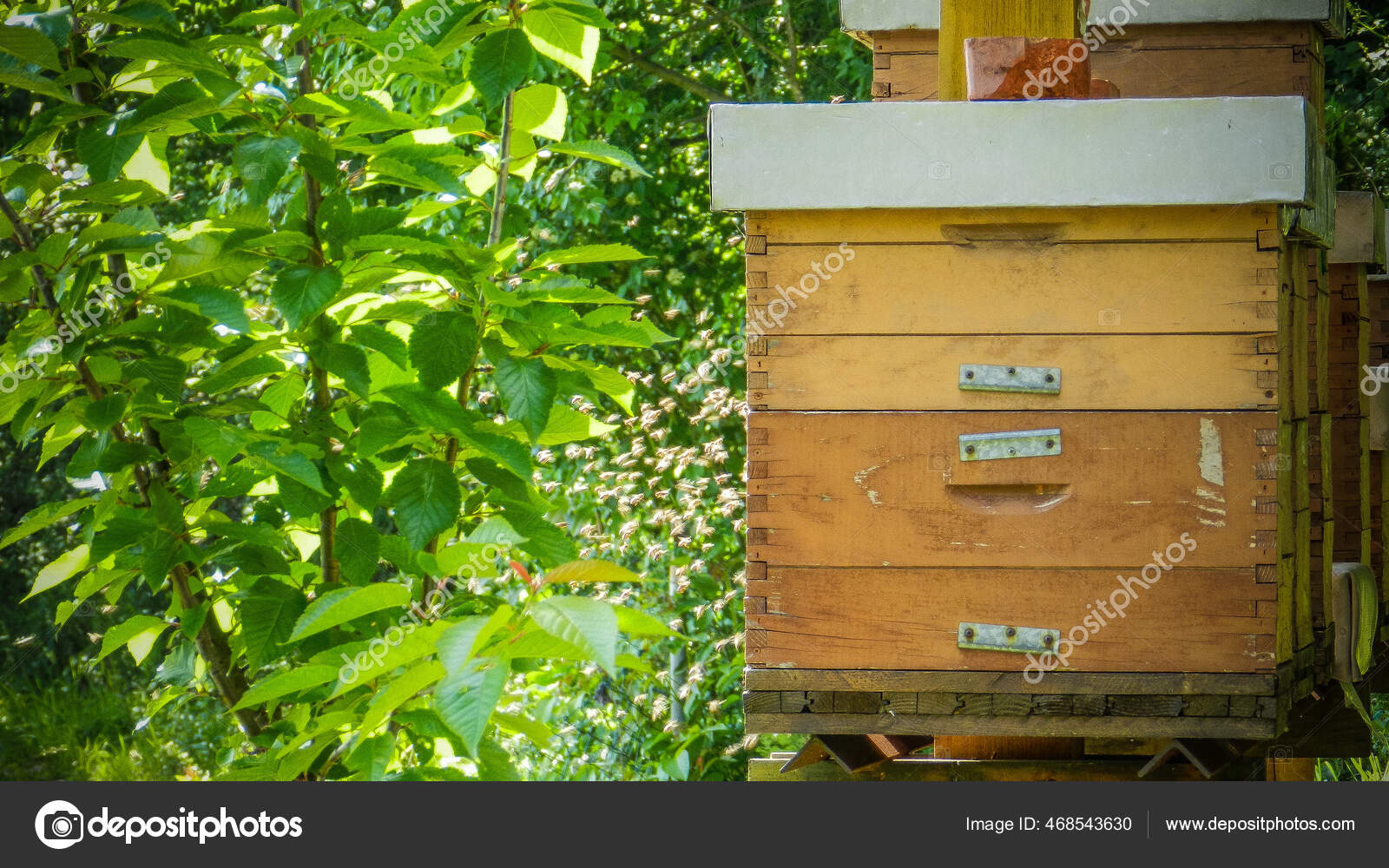 Beautiful Spring Scenes Hives Bees Nature Stock Photo by ©Wirestock ...