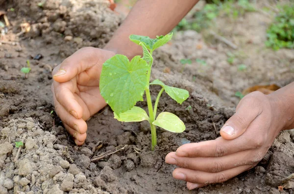 Hands planting tree Stock Photos, Royalty Free Hands planting tree ...