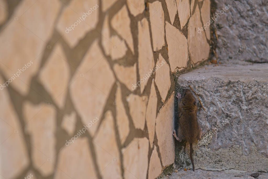 Una toma selectiva de enfoque de una rata subiendo escaleras 2022
