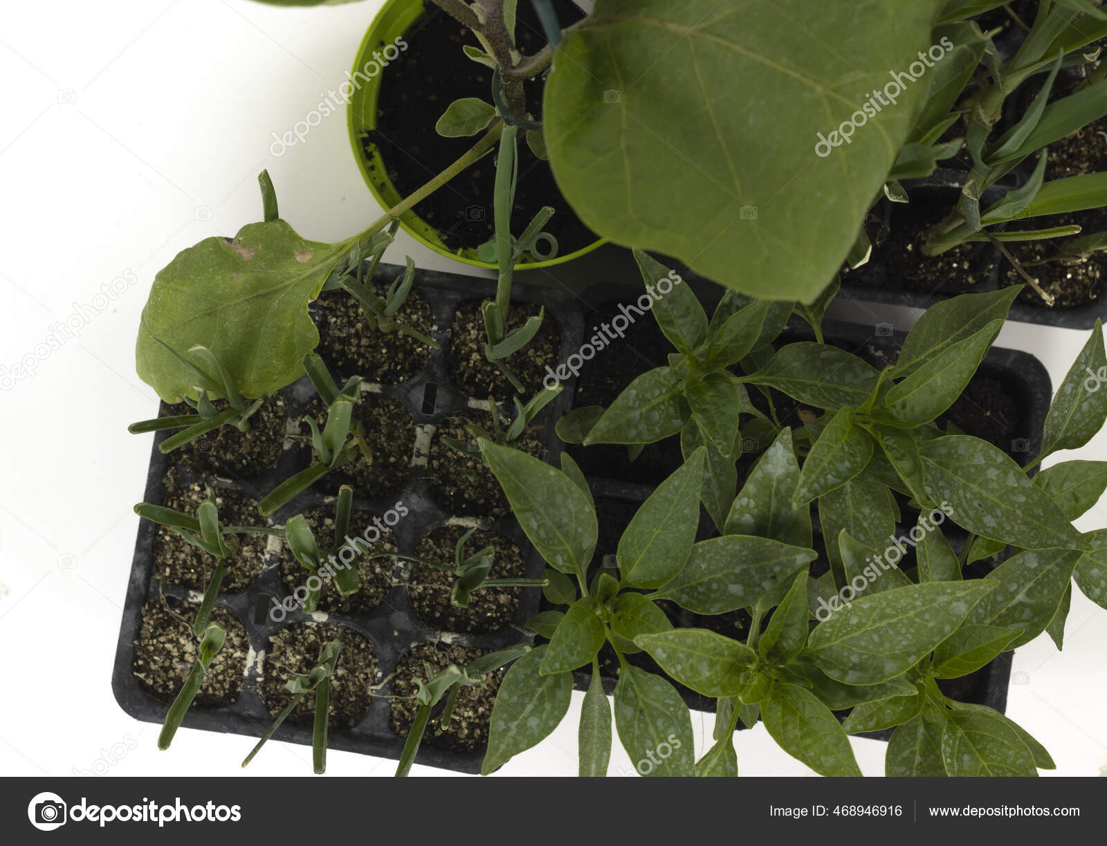 Group Plants Planted Orchard Stock Photo by ©Wirestock 468946916